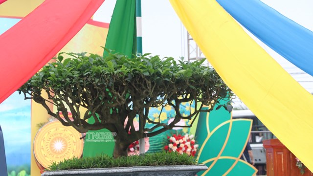 Lễ hội Hương sắc trà xuân 2025: Tôn vinh trà Tân Cương và nghề trồng ...