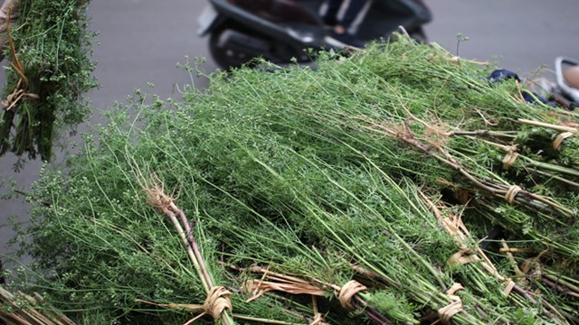 Hương Tết về với lá mùi già