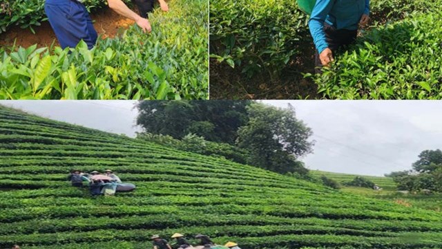 Sức sống mới trên những đồi chè Lai Châu