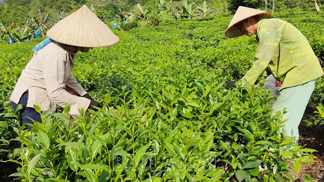 Phát triển chè Lào Cai vươn tầm quốc tế