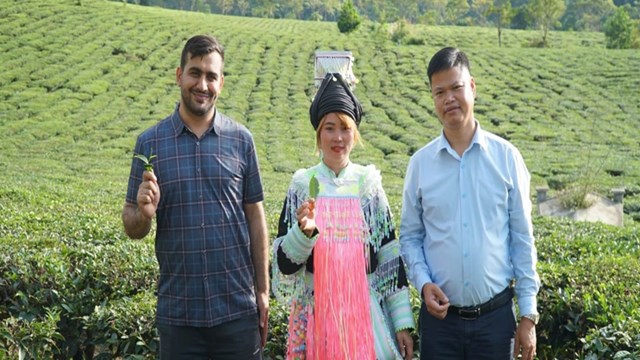 Từ đồi chè Lai Châu đến bàn trà Afghanistan