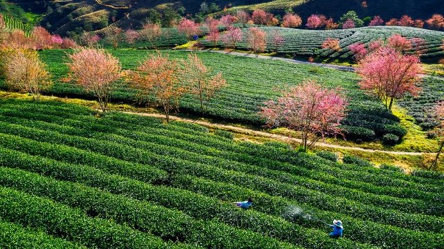 Đồi chè Ô Long Sa Pa – Điểm nhấn đặc sắc của Tây Bắc