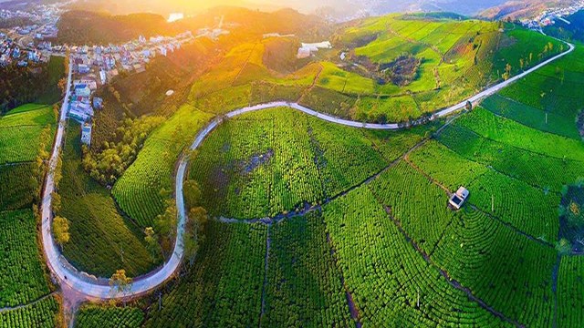 Đồi chè Cầu Đất – Đồi chè đẹp như tranh ở Đà Lạt