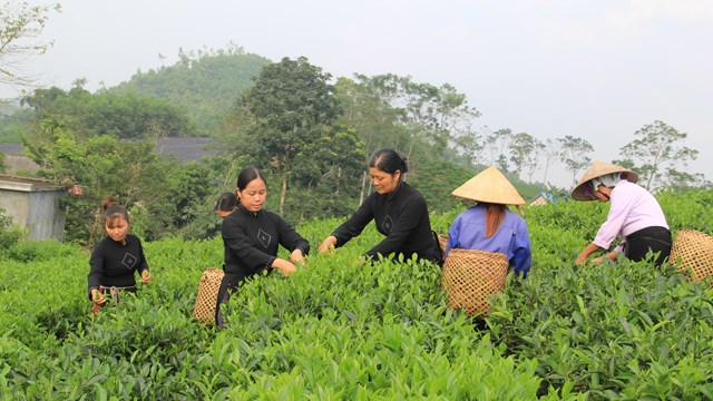 Thái Nguyên: Đánh thức vùng chè Phú Hội giúp người dân thoát nghèo