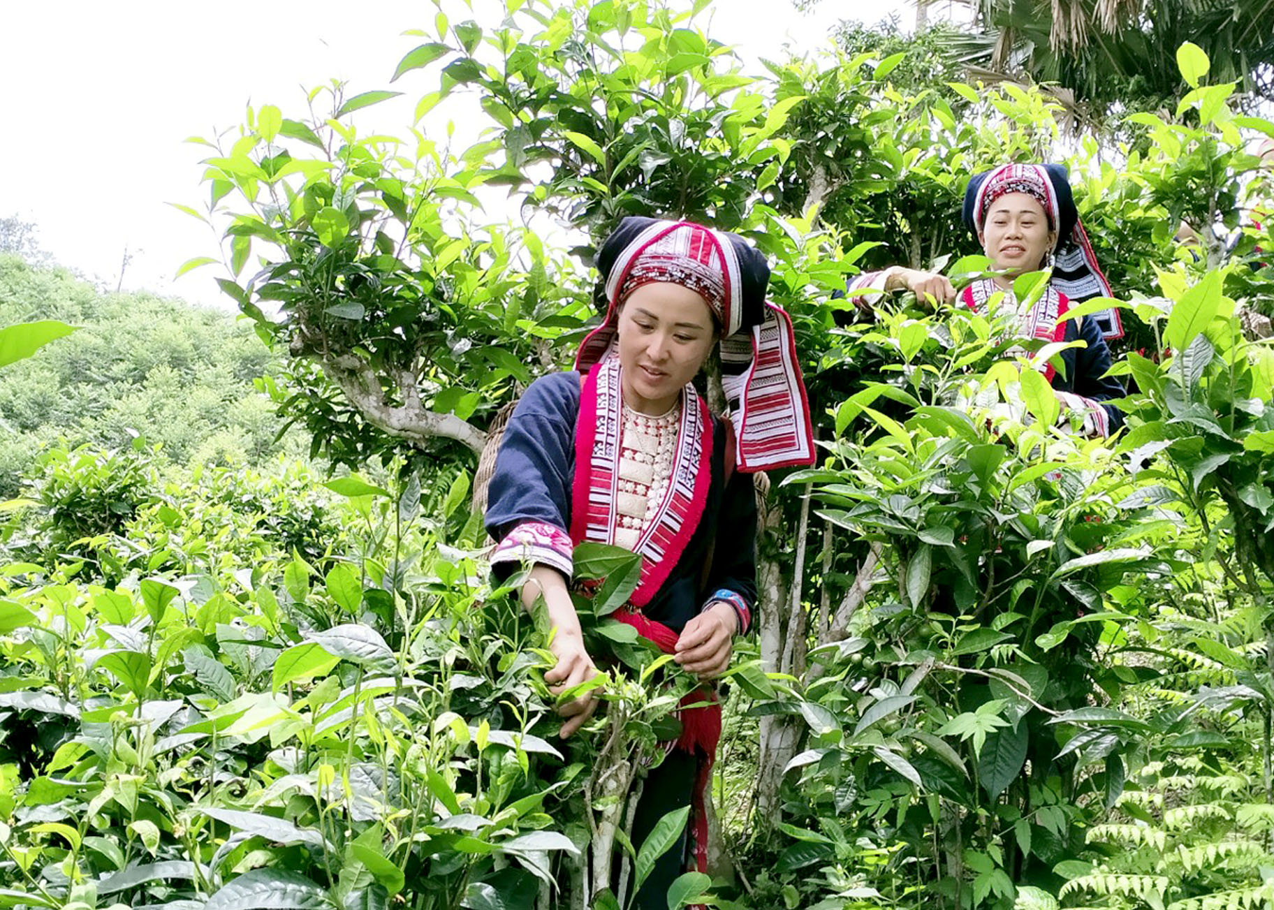 Hà Giang: Chè shan tuyết “báu vật” của người Dao nằm trên dãy núi Tây ...