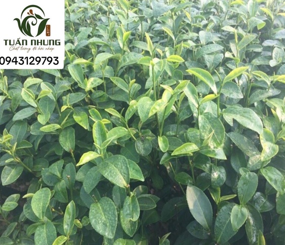 Tìm hiểu về giống chè Kim Tuyên