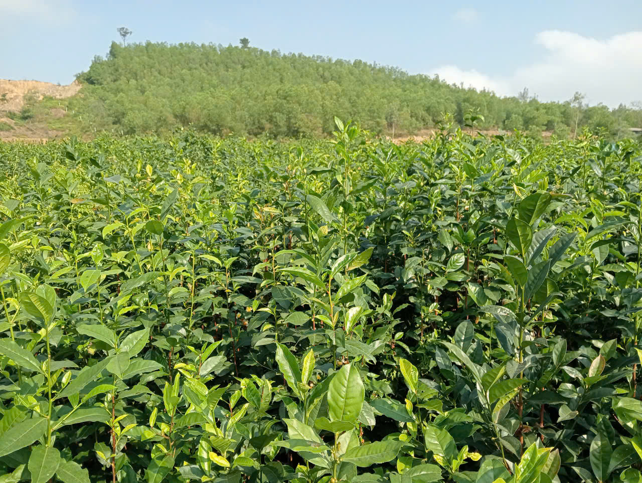 Giá chè xanh tại Hà Tĩnh tăng mạnh dịp cận Tết