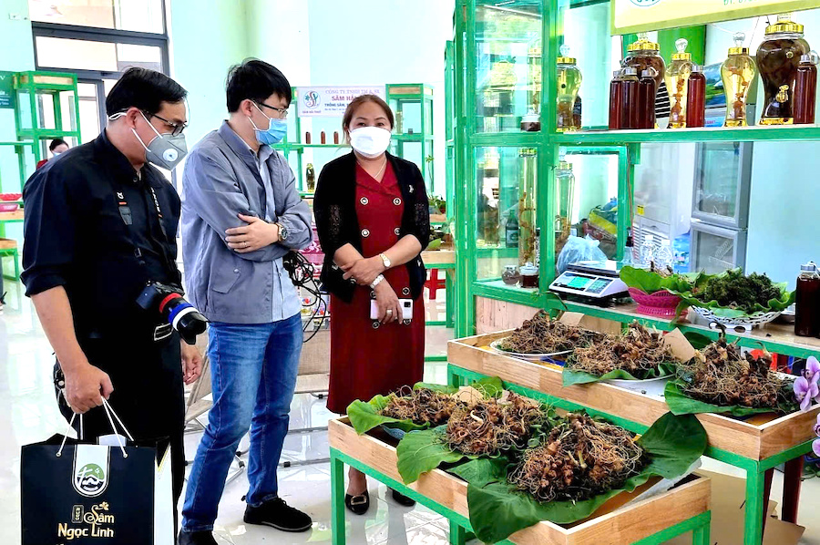 Đà Nẵng nâng tầm giá trị Sâm Việt Nam